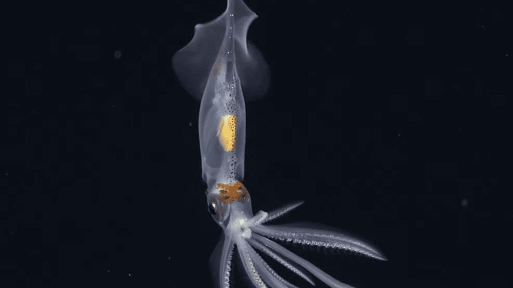 A Hundred Hidden Wonders: Deep-Sea Species Discovered Off New Zealand ...