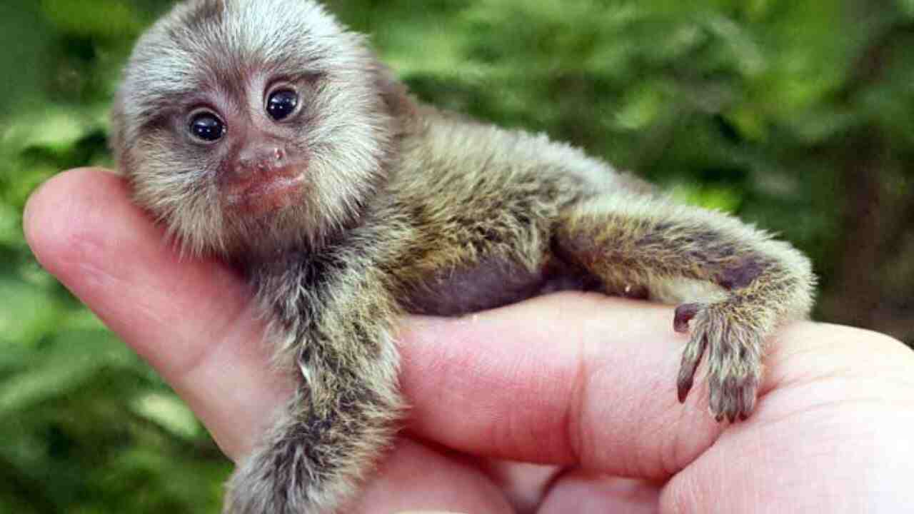 Fascinating Facts About Pygmy Marmosets - Fact Infoist