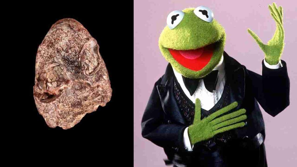Kermitops: The Ancient Amphibian with a Muppet-like Grin