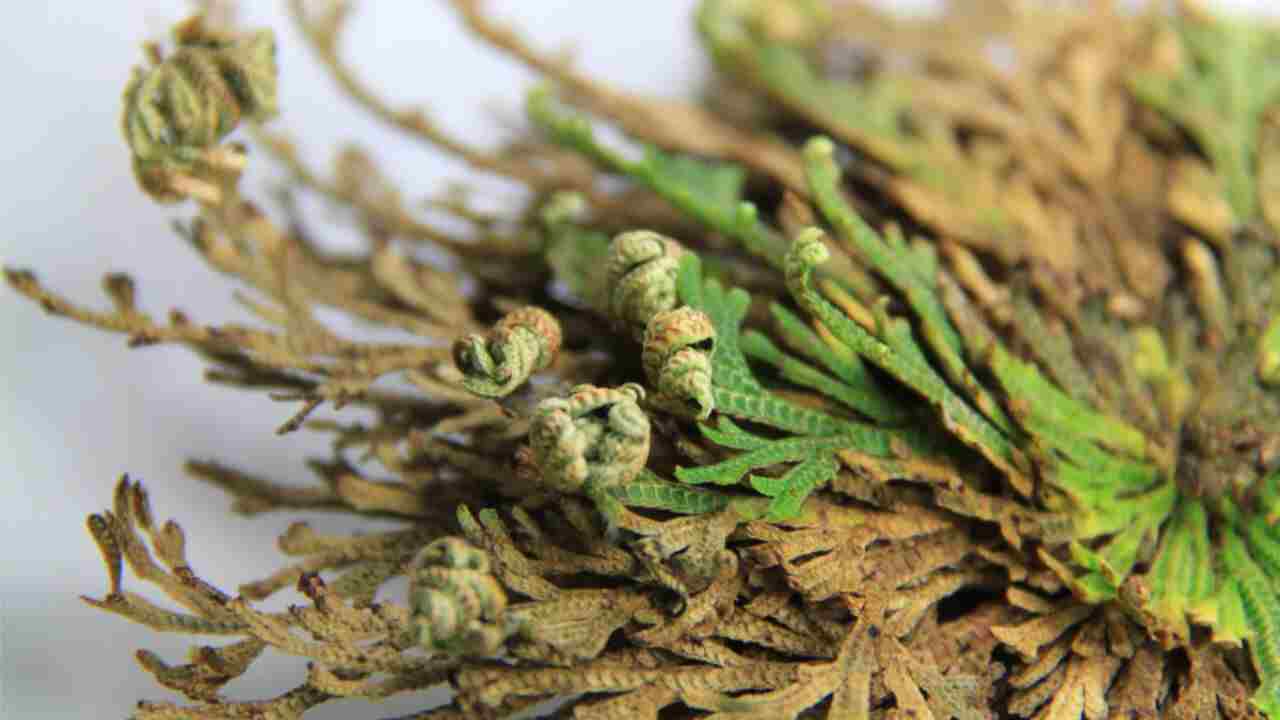 The Lazarus Effect in Nature: The Wonder of Resurrection Grasses - Fact ...