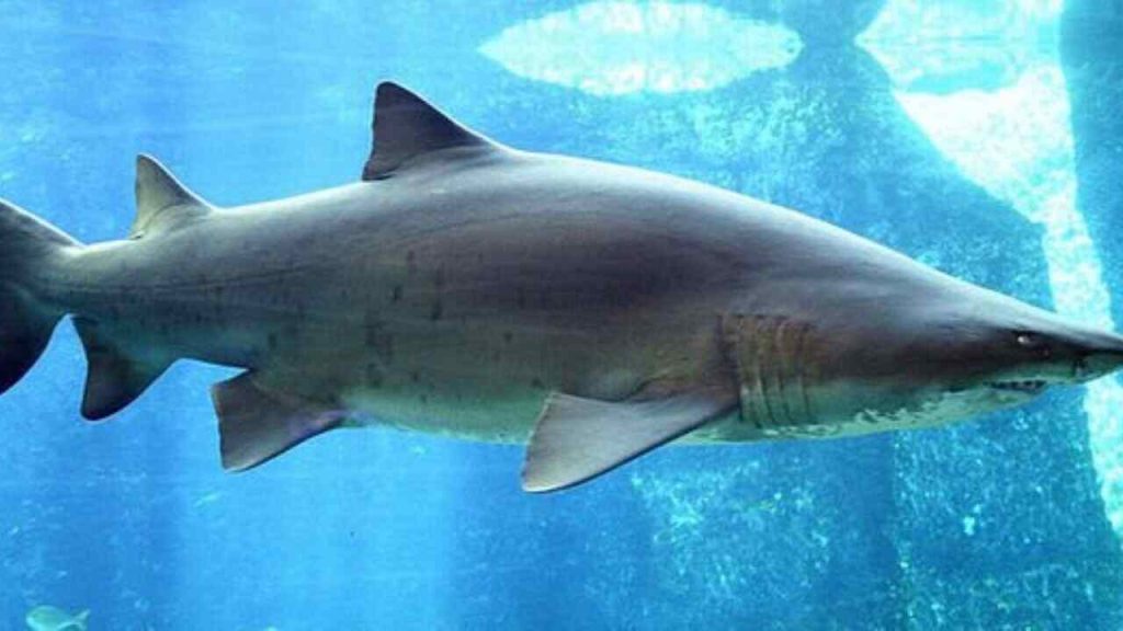 Womb Wars: Sand Tiger Shark Embryos in a Battle for Survival - Fact Infoist