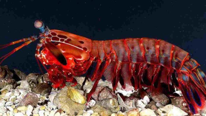 Cheating Death: Animals With (Almost) Superpowers