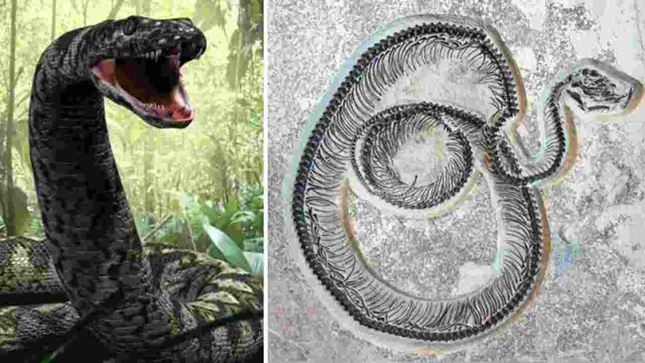 India Unearths Its Monster: Fossil of Potential Largest Snake Ever ...