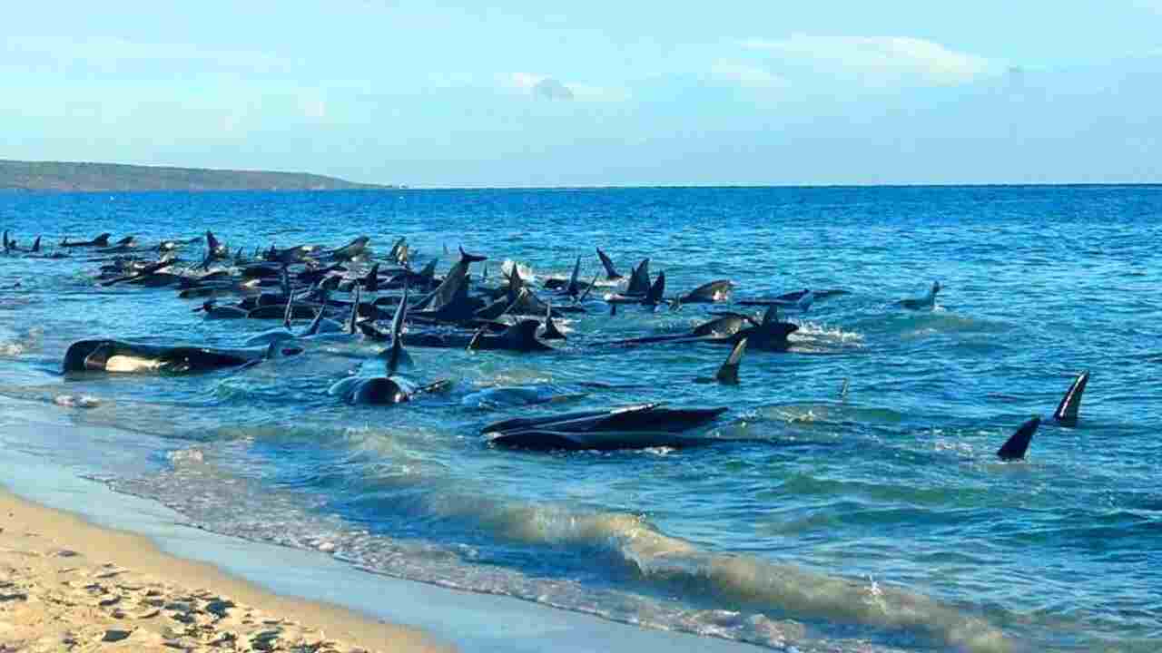 Over 100 Pilot Whales Rescued After Mass Stranding in Western Australia ...