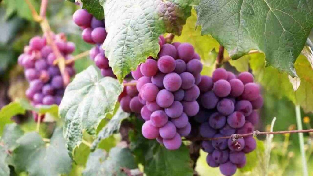 Grapes' Rise After the Dinosaurs: Fossil Seeds Rewrite History - Fact ...