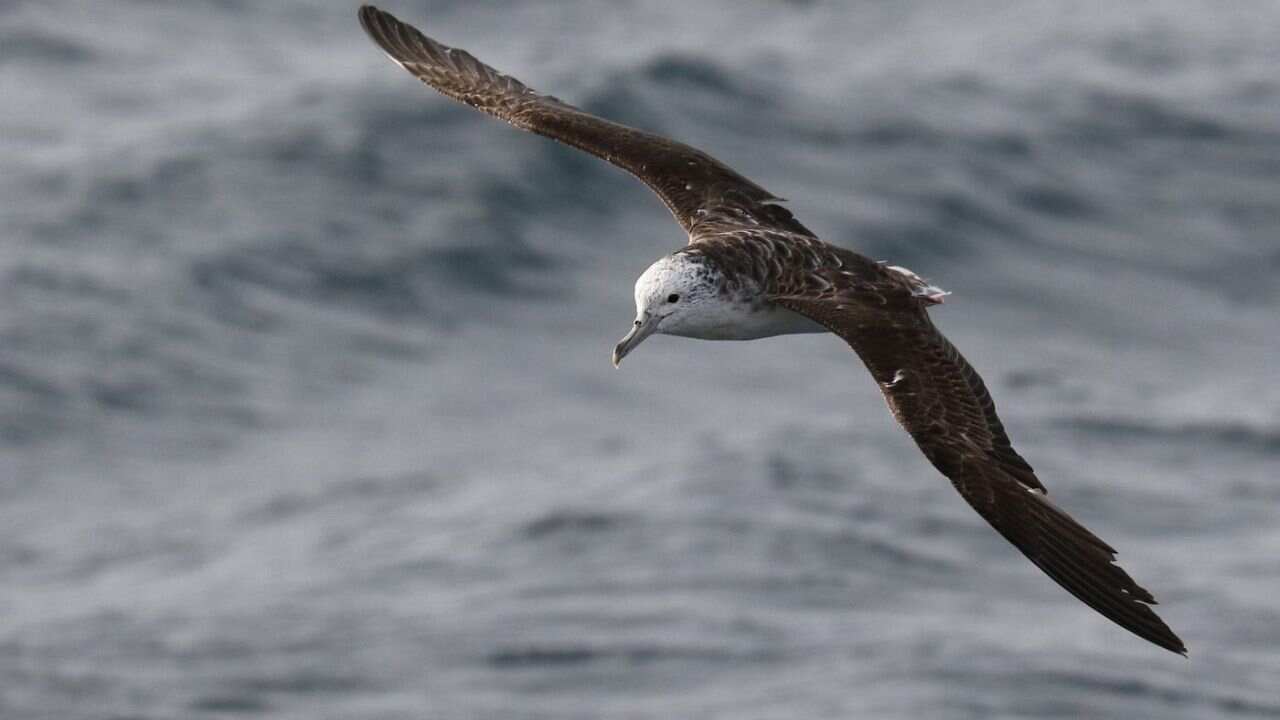 Seabirds Emerge as Daring Cyclone Chasers - Fact Infoist