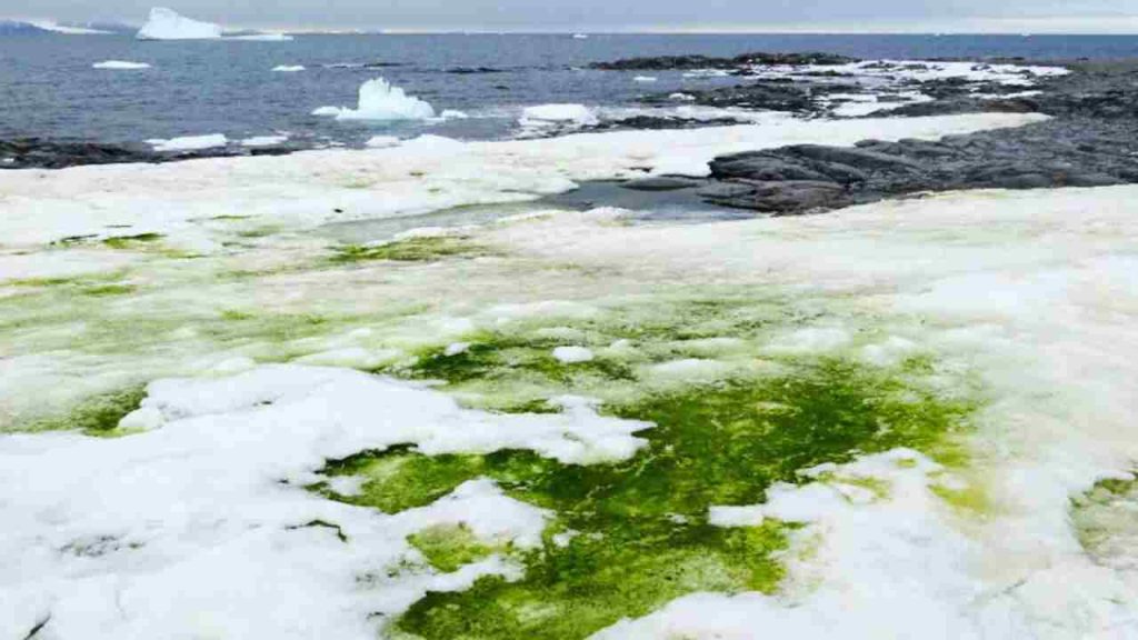 Antarctica's Green Transformation: A Growing Concern