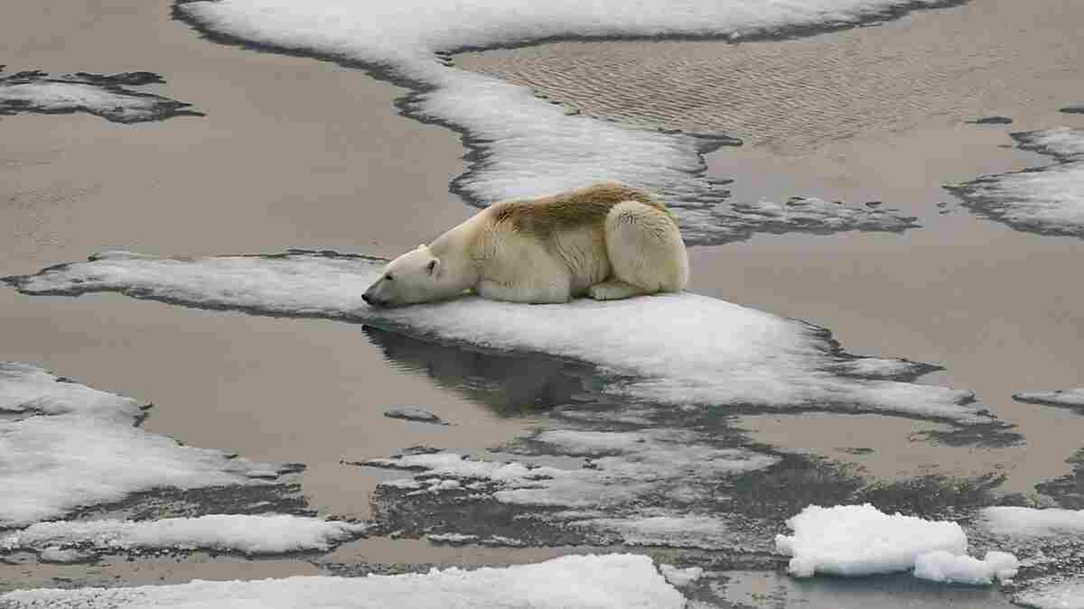 Polar Bear Population Decline Exposes Fragile Arctic Food Web - Fact ...